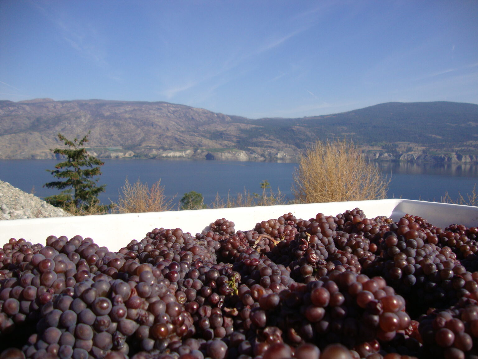 Vineyard - Wild Goose Winery
