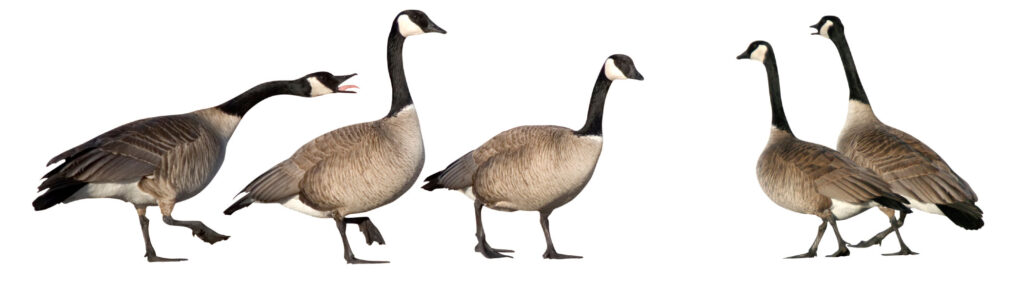 About - Wild Goose Winery